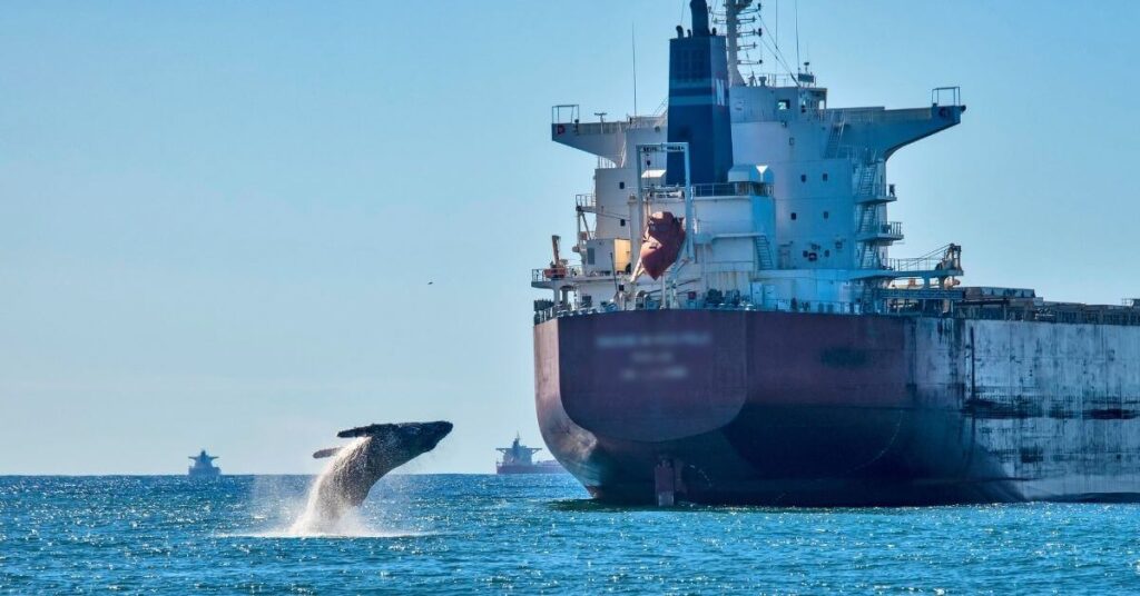 World Shipping Councilが、船舶によるクジラとの衝突を減らすために更新されたグローバルクジラチャートを発表しました ...